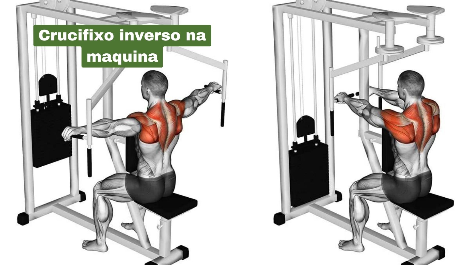 5 melhores exercícios de costas para iniciantes - Bio Esporte