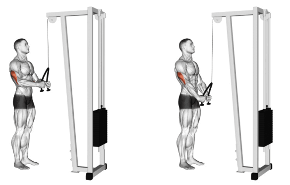 Tríceps definidos: 5 melhores exercícios - BioEsporte