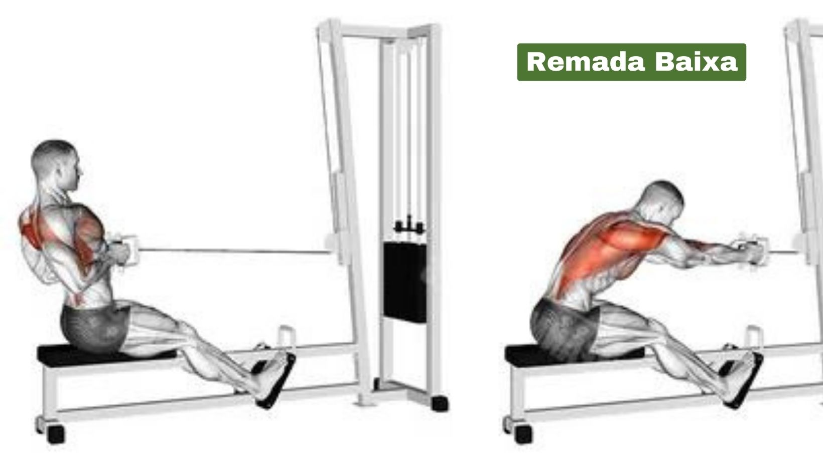 5 melhores exercícios de costas para iniciantes - Bio Esporte