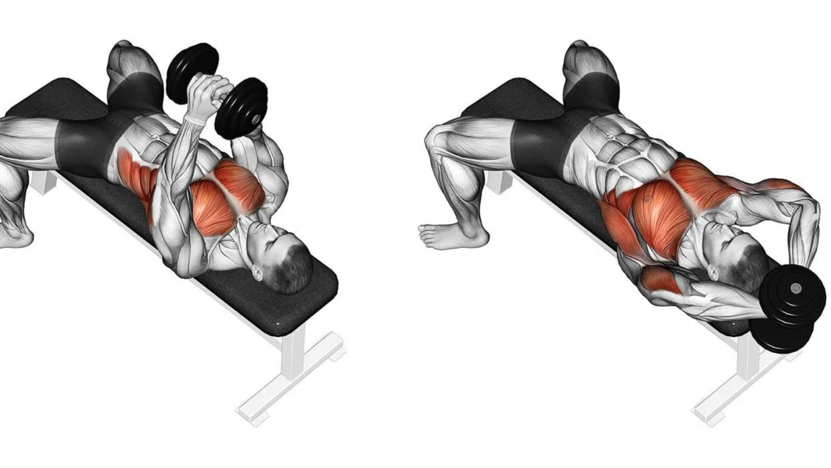 Peitoral: 6 melhores exercícios para peito - Bio Esporte