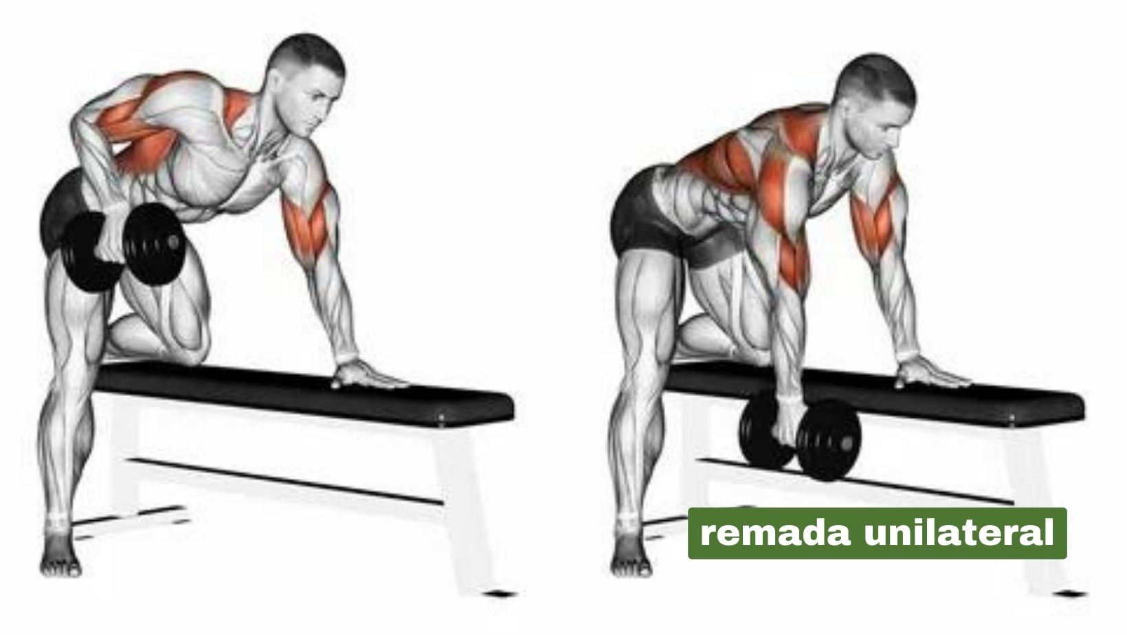 5 melhores exercícios de costas para iniciantes - Bio Esporte