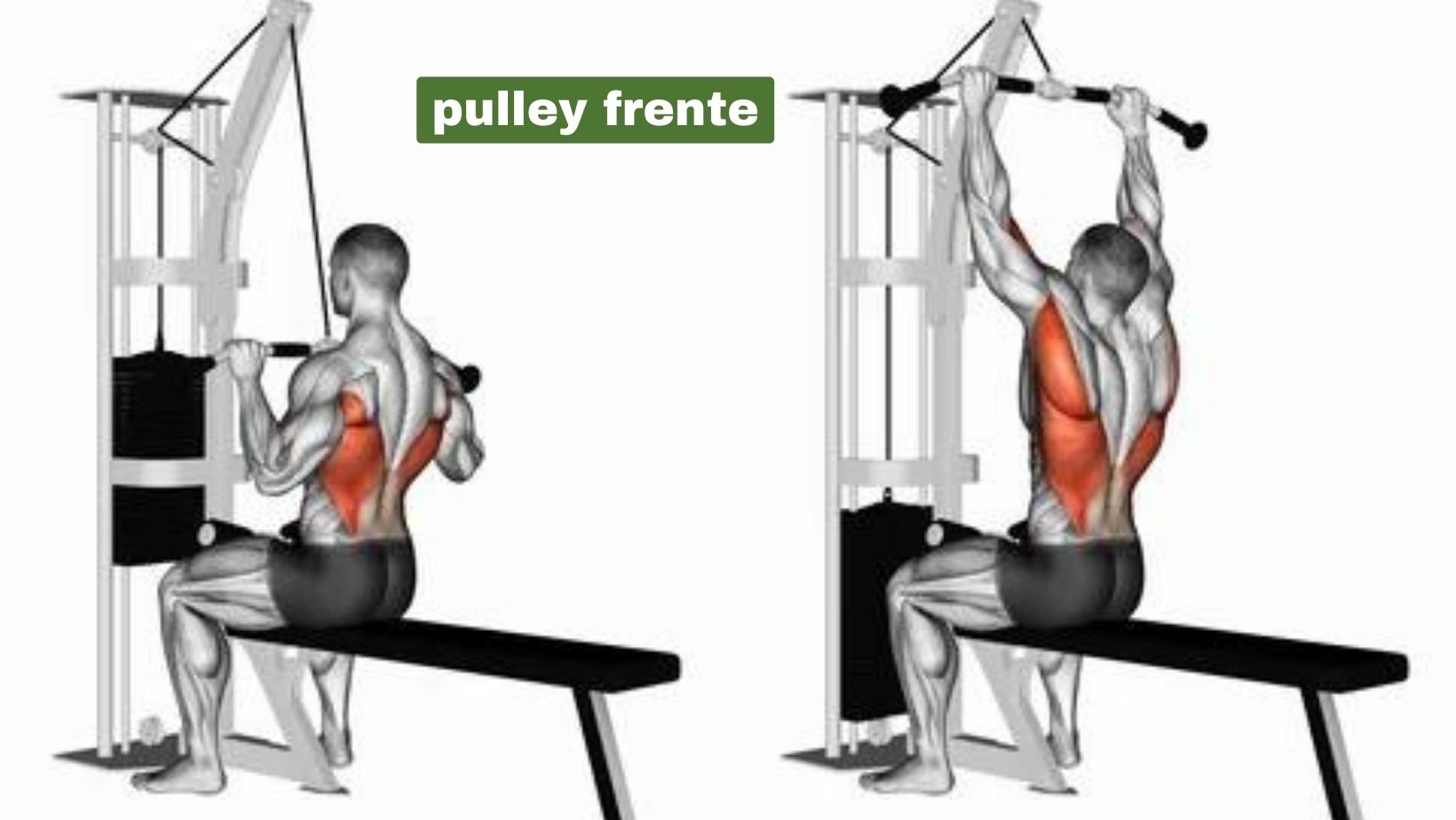 5 melhores exercícios de costas para iniciantes - Bio Esporte