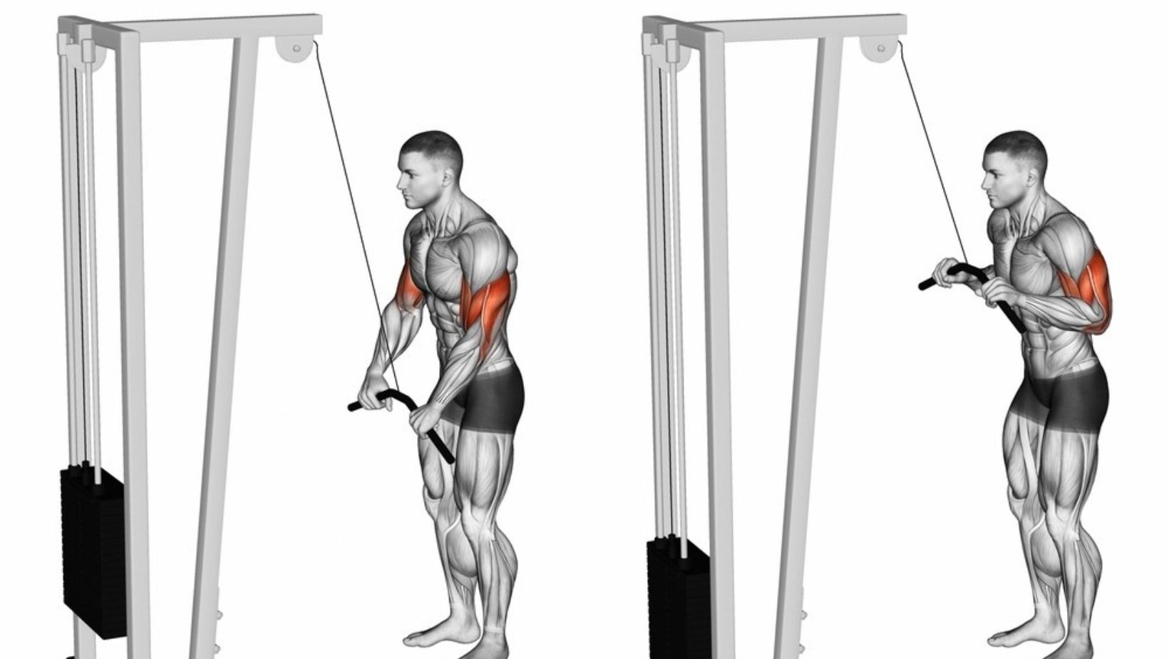 Tríceps definidos: 5 melhores exercícios - BioEsporte